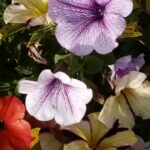 Petunias quotes - QuotesQuo