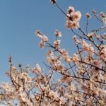 Almonds quotes - QuotesQuo