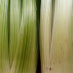 Celery quotes - QuotesQuo